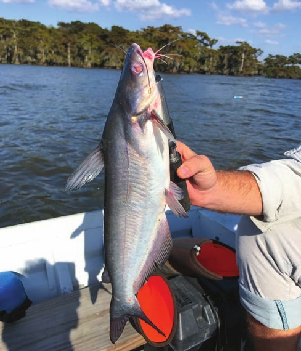 The Mighty Catfish: Chasing Louisiana’s Most Iconic Catch - Louisiana ...